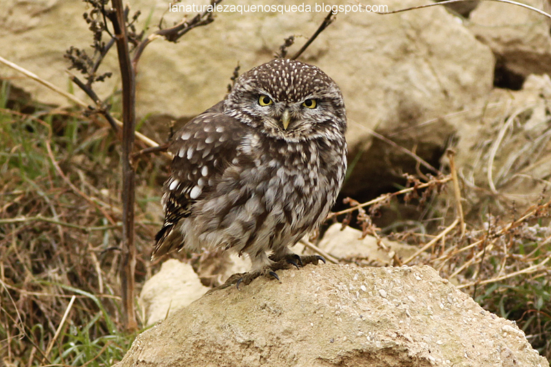La Naturaleza que nos queda: El concienzudo mochuelo (Athene noctua)