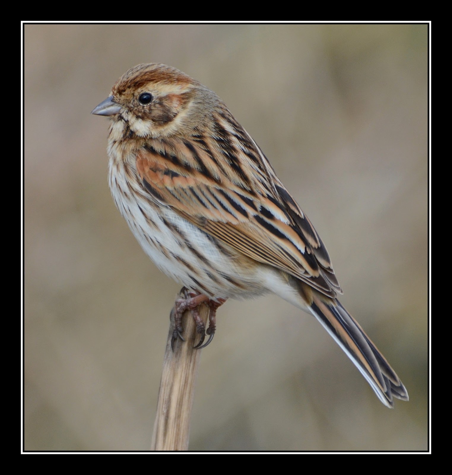 Carl Bovis Nature Photography: RSPB Greylake - 2nd March 2013