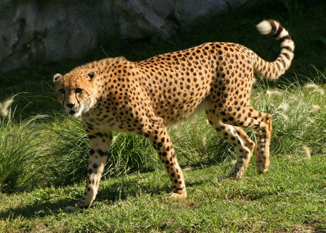 Animales Exoticos: Informacion del Chita