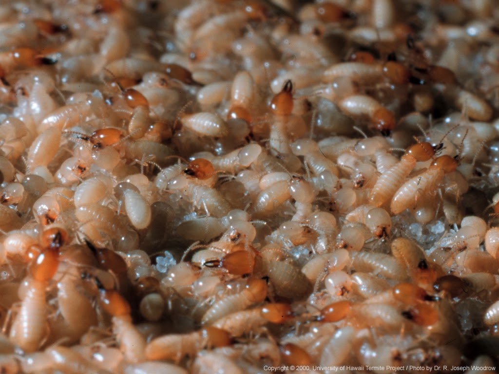 HD Wallpapers Desktop: Termite HD Wallpapers