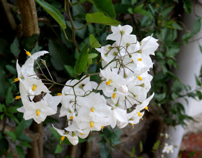 El solano (Solanum jasminoides)