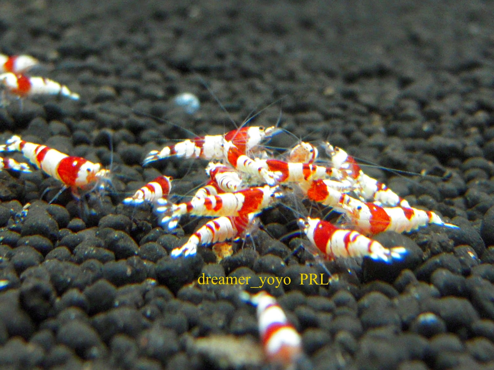 Crystal Red Shrimp: I am expanding my No1 Pure Red Line Tank