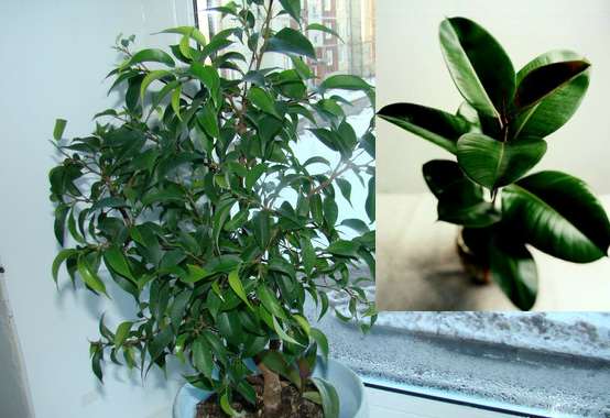 Kaučuka fikusi - Lai tik aug