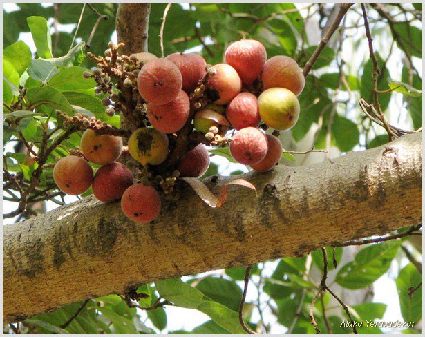 birds, flora, fauna of pune - and issues threatening these: Tree walk