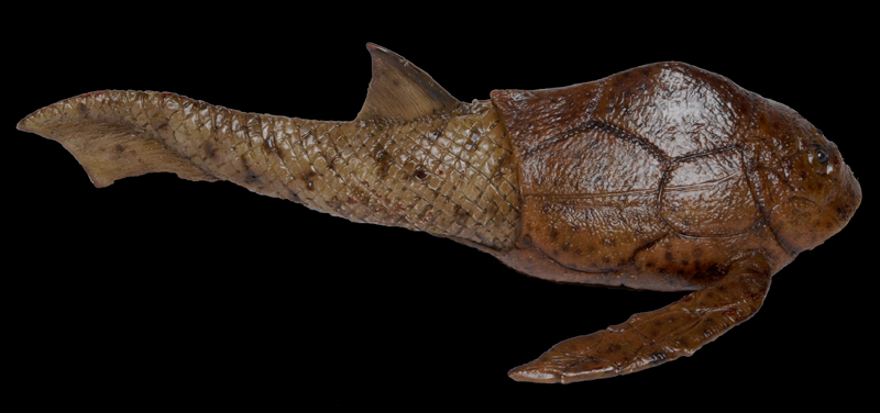 EL JOVE PALEONTÒLEG: Els Placoderms.