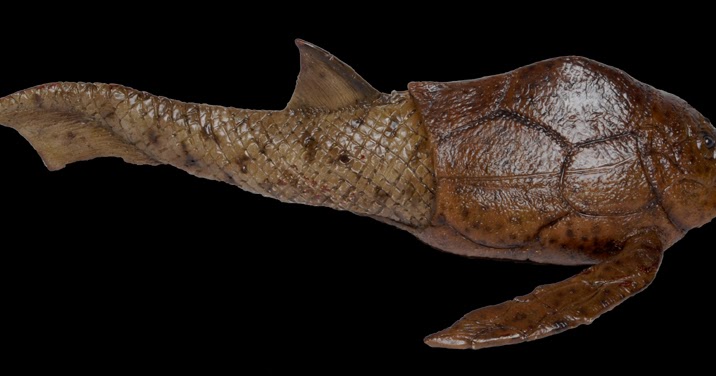 EL JOVE PALEONTÒLEG: Els Placoderms.