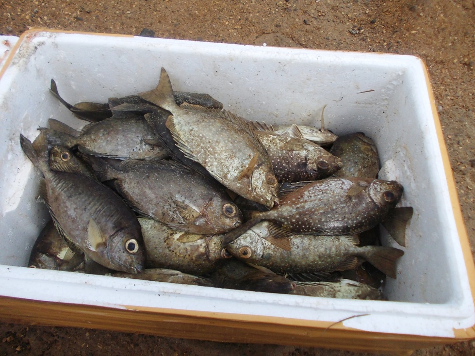 Sensasi Mancing Negeg Baronang di Madura - Pemancing Punya Cerita