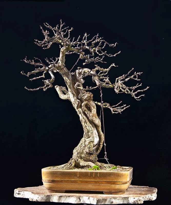Walter Pall Bonsai Adventures: The Fairy Tale Bonsai Style
