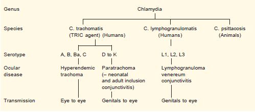 Ophthalmology | Ophthalmologist: CHLAMYDIAL CONJUNCTIVITIS