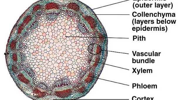 Dicot Stem Examples Store Online | www.pinnaxis.com