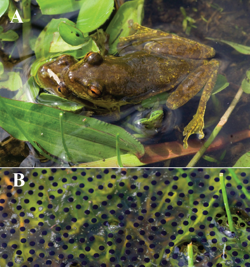 Species New to Science: [Herpetology • 2018] Scinax tsachila ...