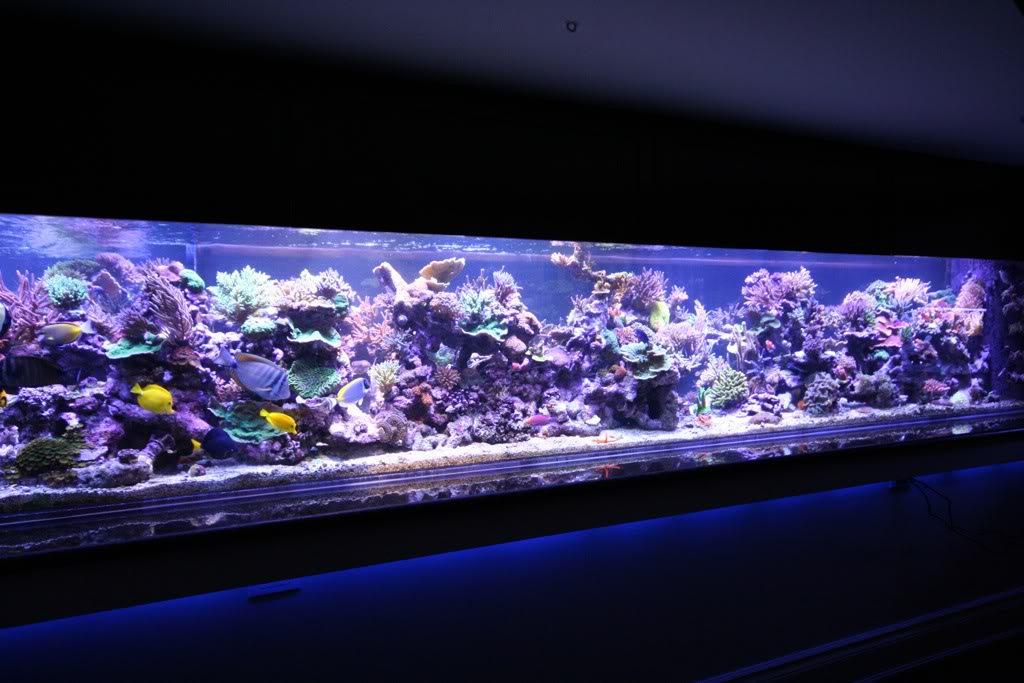 LED Aquarium Lighting Blog | Orphek: RAPID CORAL GROWTH PROVEN WITH ...