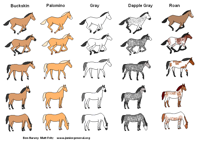 The Waving Flag: Horse Colours