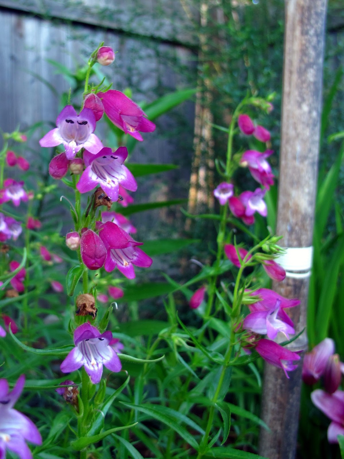Just a girl with a hammer: Garden bloggers' bloom day June 2013
