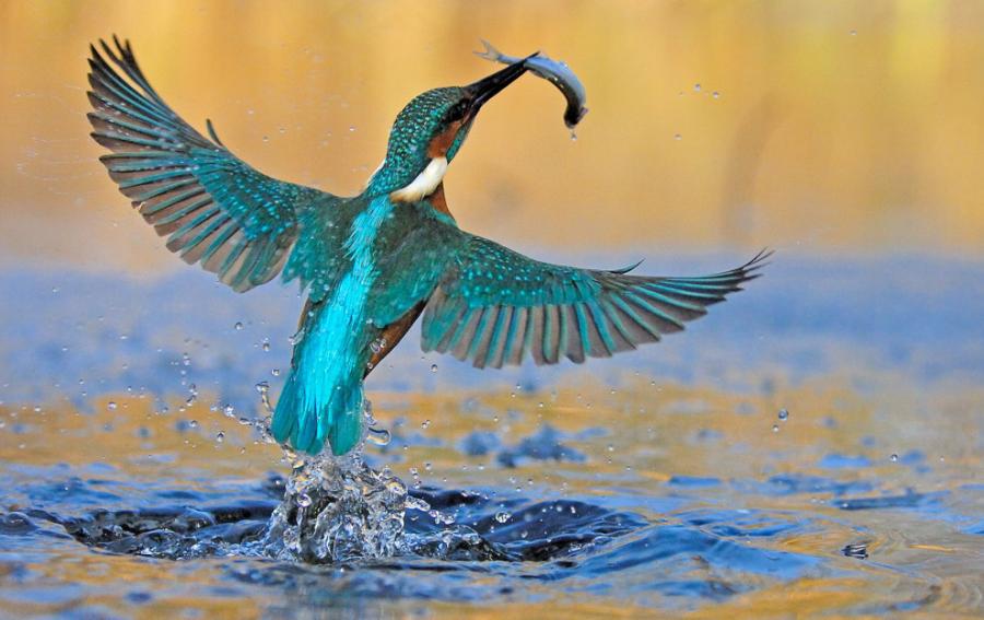 The Kingfisher Amazing Bird | The Wildlife