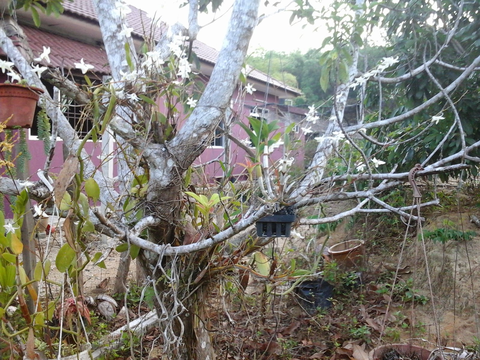 Orkid merpati | My Mix Garden