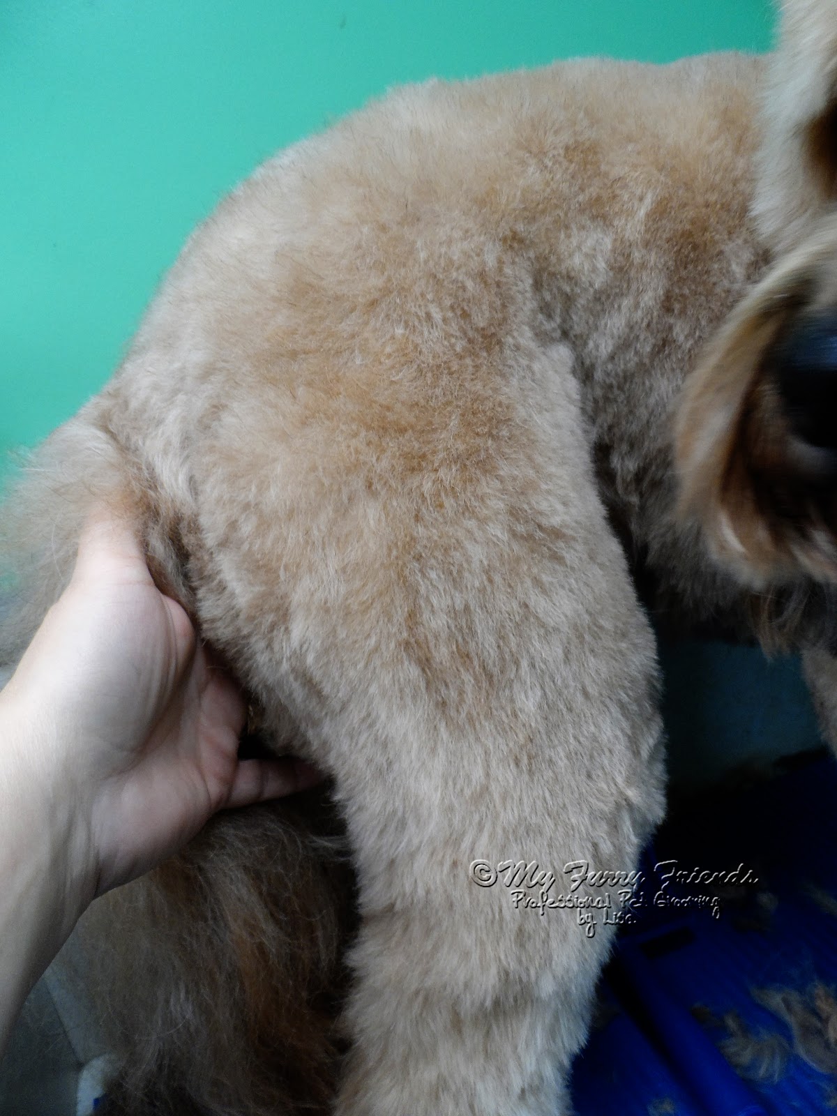Pet Grooming: The Good, The Bad, & The Furry: Using Clip Comb ...