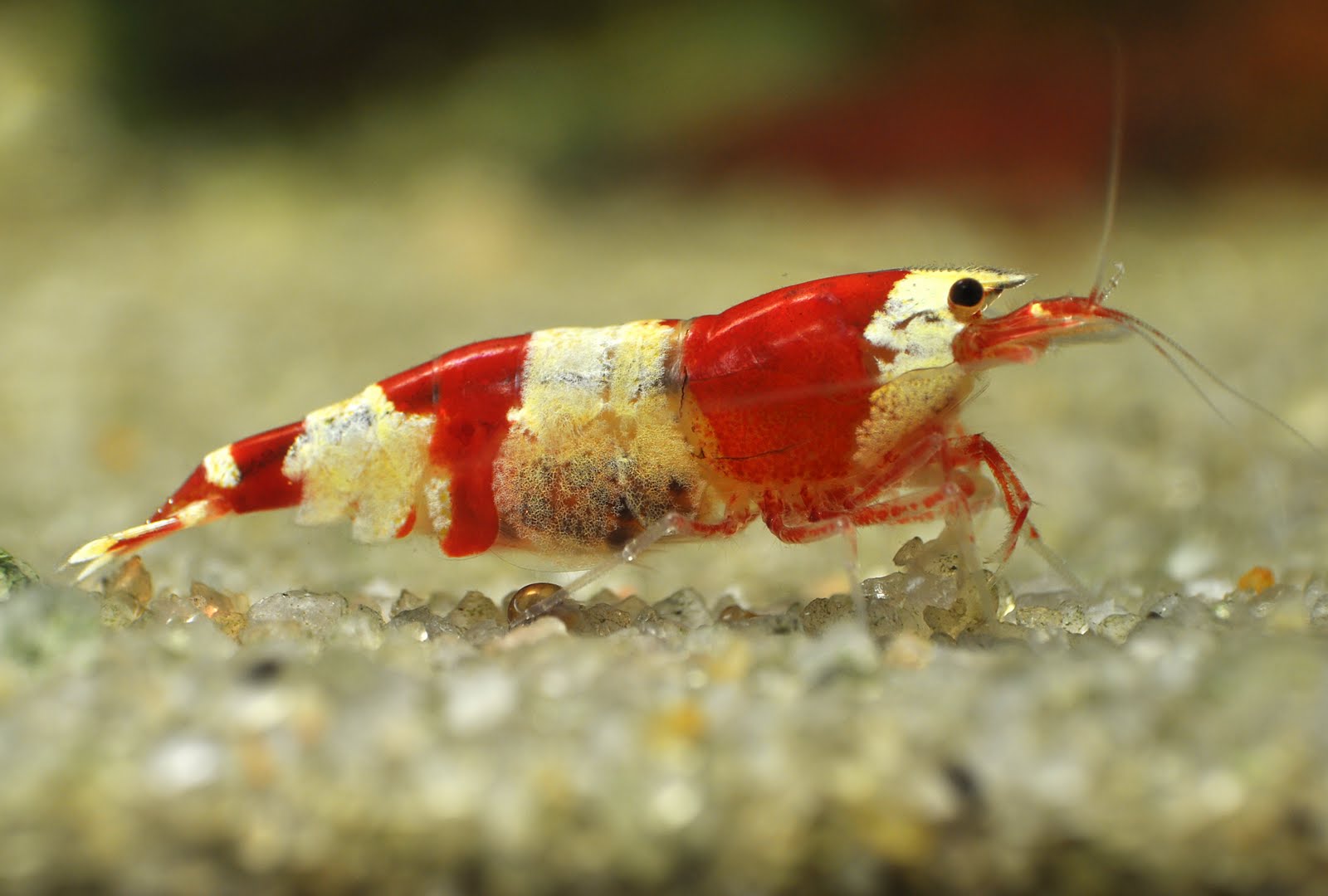 Gambamania: Caridina cf. cantonensis