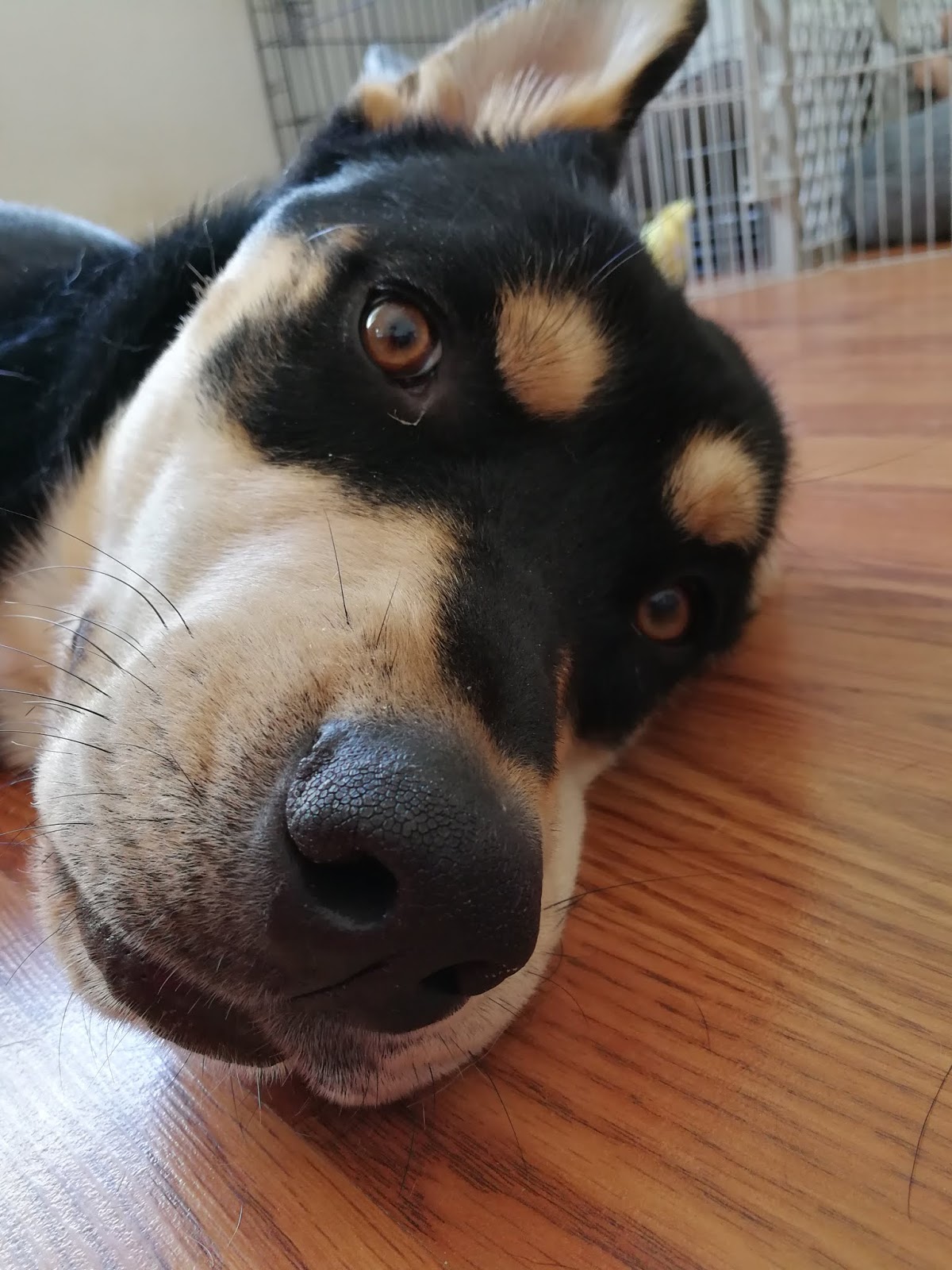 Rottsky = Rottweiler + Husky: Bruh, do I even know you?!