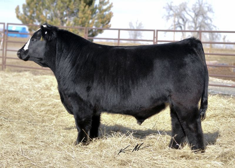 MITTAG Blog: Vickland Show Cattle Online Bull Sale