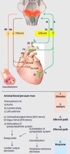 Baroreceptor Reflex Animation Video - MedchromeTube