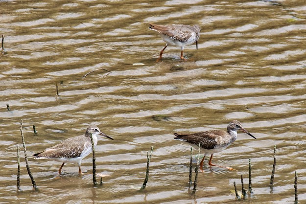 Birds Photography @ Sungei Buloh Wetland Reserve - Jefz Lim Photography ...