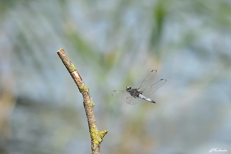 Libellules de France et dAilleurs - DRAGONFLY WORLD: Vol-tige