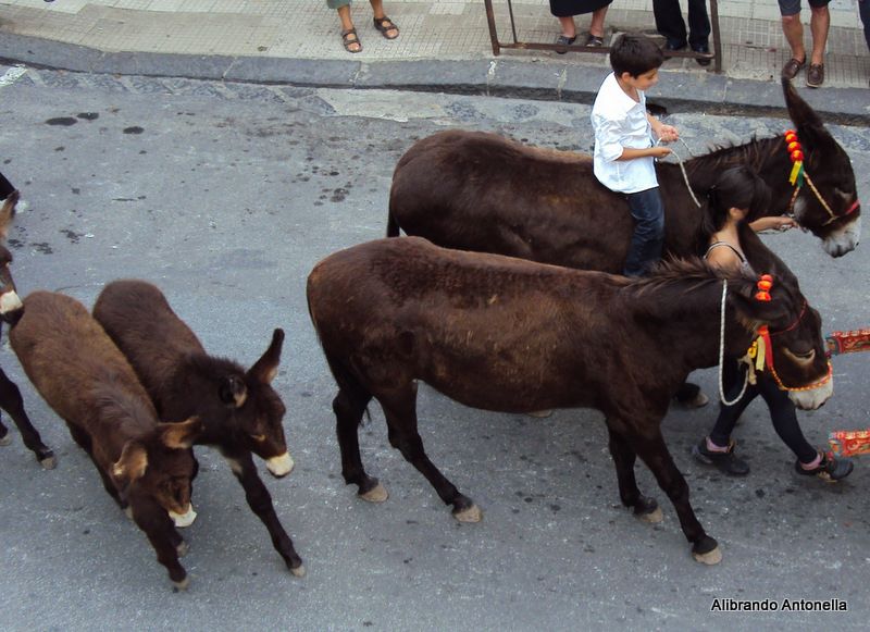 Blog del Mela: Quarta rassegna del cavallo indigeno siciliano e dell ...