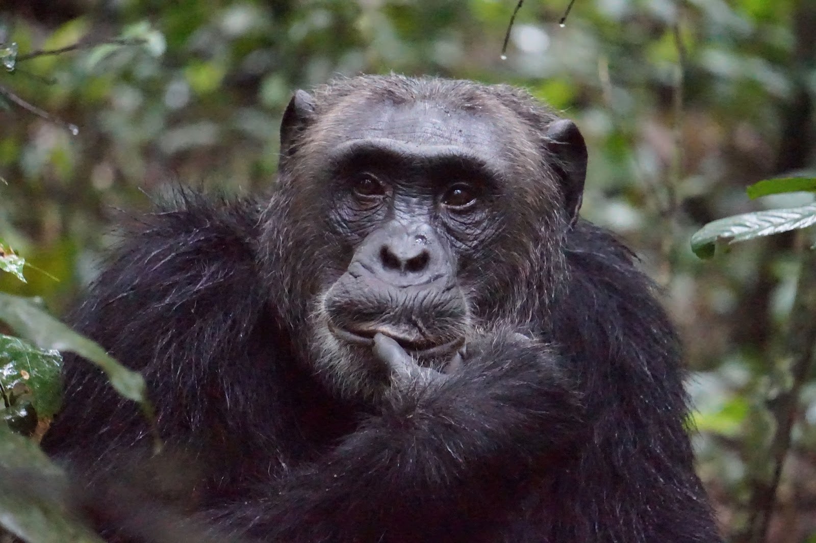 Paul Kirui Safari Blog: Great primate safari in Uganda