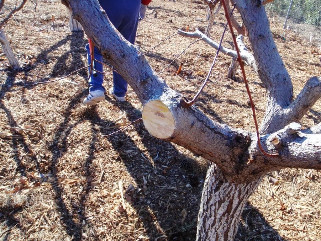 Xtremehorticulture of the Desert: Use the 1-2-3 Cut for Large Limb Removal