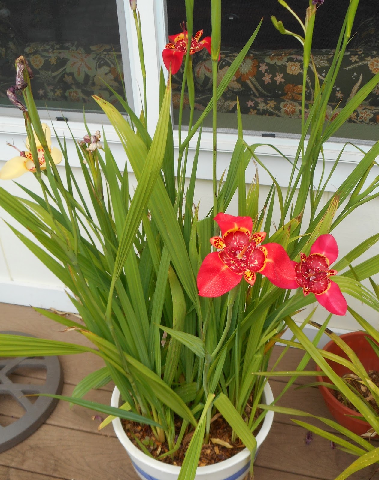 Daniel's Pacific NW Garden: Walking Around. 7.26.15