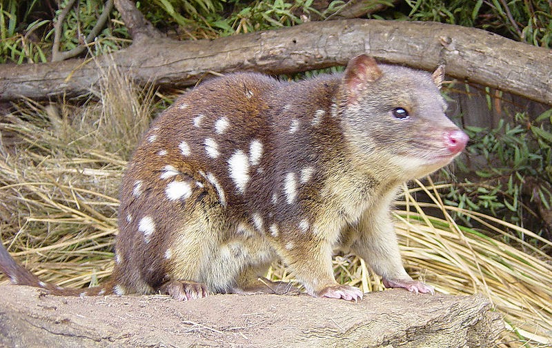 World of Wildlife: Quoll Facts