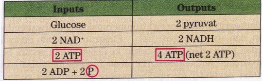 Glycolysis-Aerobic Respiration - New Science Biology