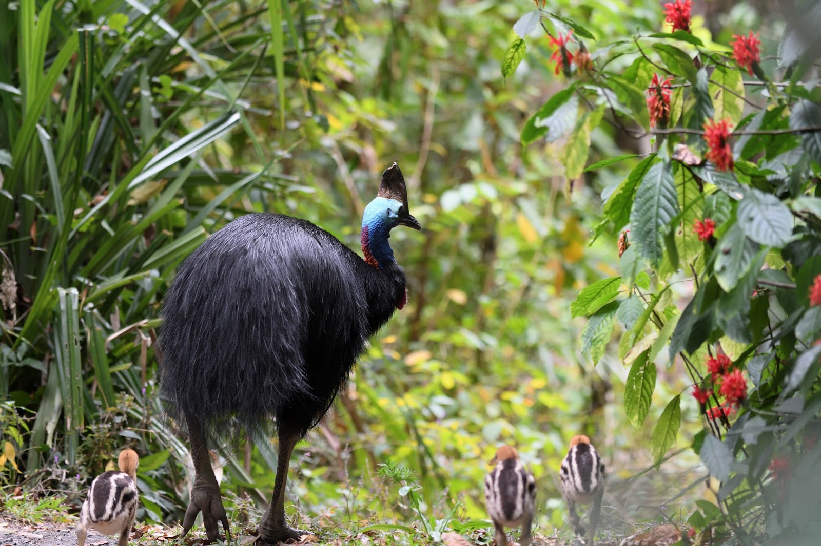 ZOOTHERA BIRDING BLOG: Cassowary House - Cattana Wetlands - Centenary Lakes