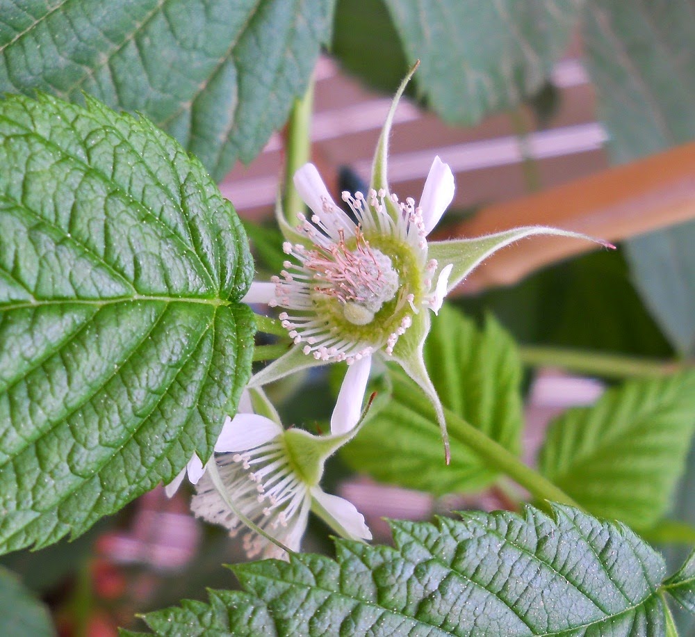 Plantas para hombres: rubus idaeus, frambueso