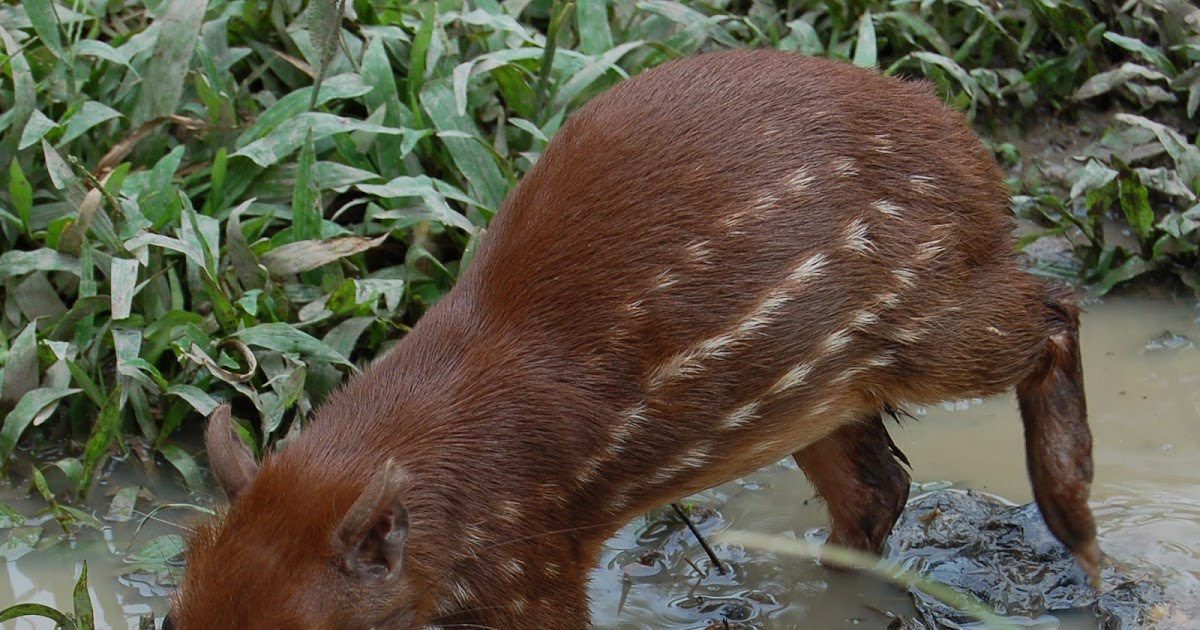 Argentina nativa: Paca (Cuniculus paca)