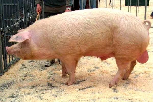 GRANJA FAMILIAR AUTOSOSTENIBLE Y AGROTURISTICA "LA ISABELLA" VEREDA ...