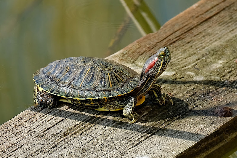 Nitideces de Miguel: Pululando 2