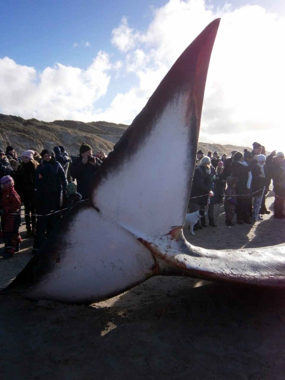 Gestrandeter Wal in Blokhus am Strand...