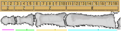 Fibonacci in Animals ~ Learn From Zero