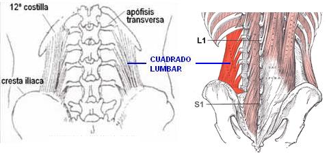 Sistema Muscular: Musculos del abdomen