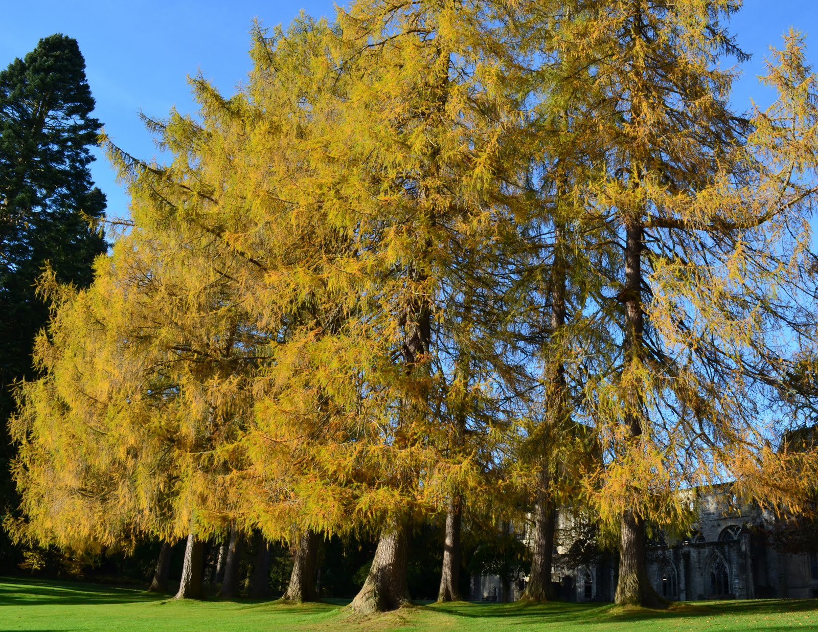 Tour Scotland: Tour Scotland Autumn Video Photographs Trees Dunkeld ...