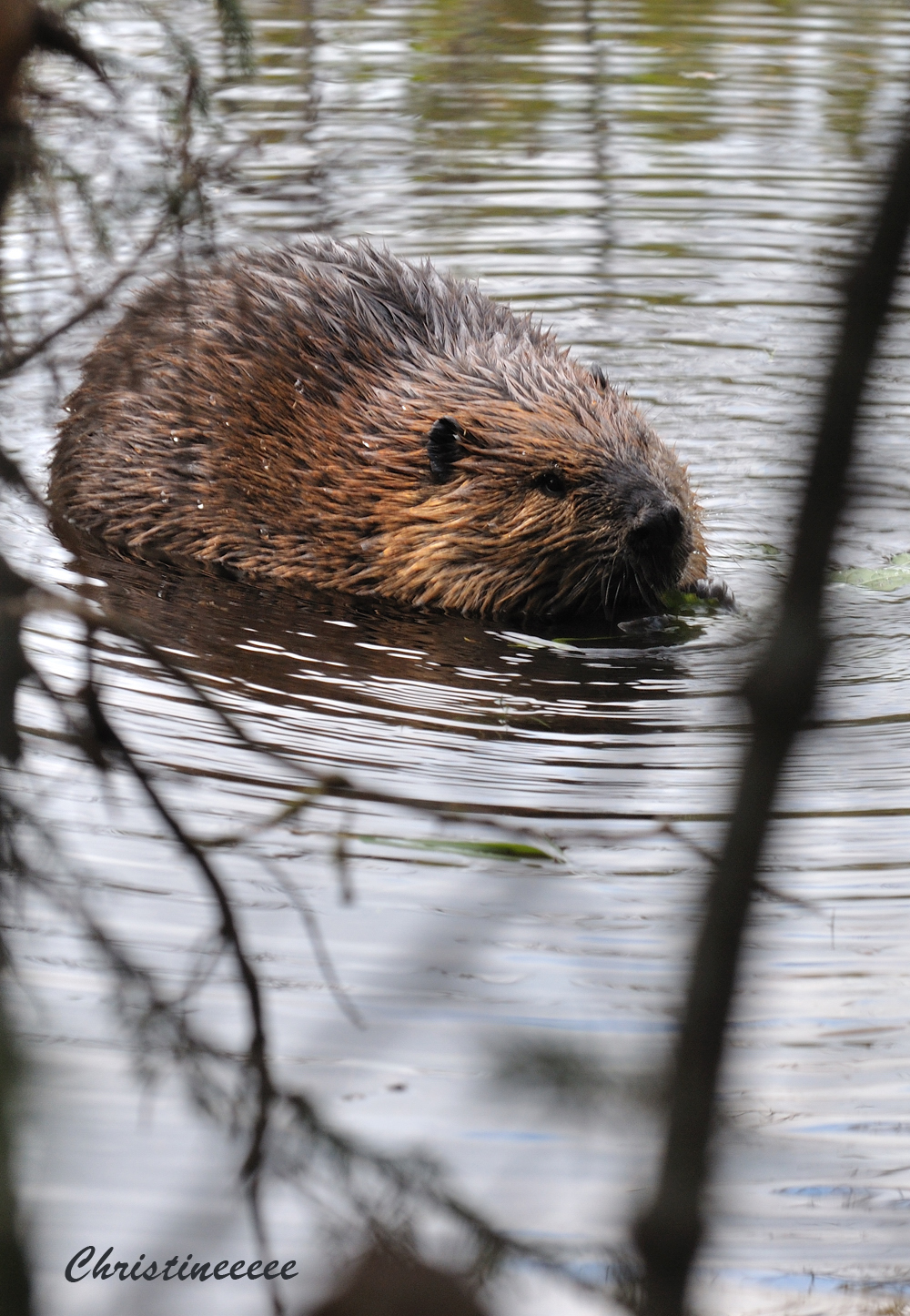 L'ardoise magique: LAC AUX CASTORS