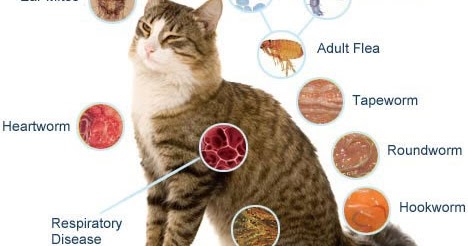 Worms in Cats: Everything You Need to Know : Types, signs,Diagnosis and ...