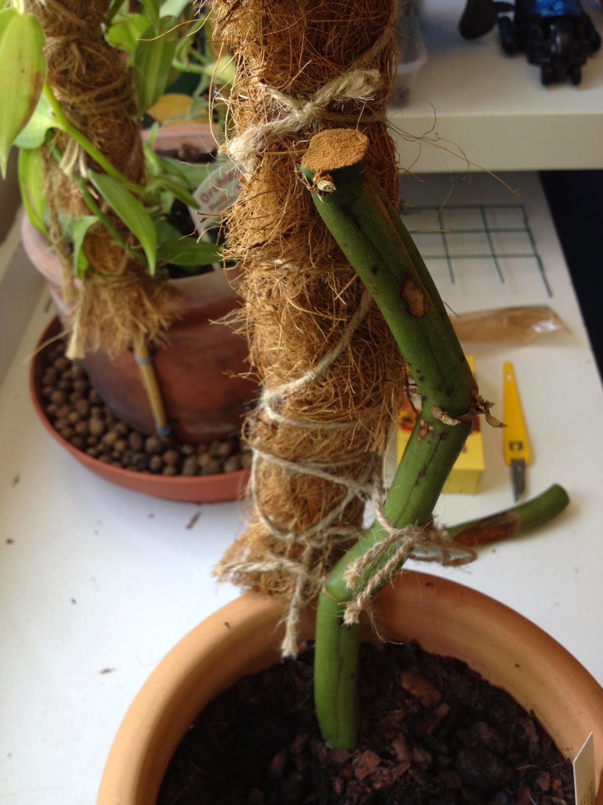 ORCHIDS & OBSERVATIONS