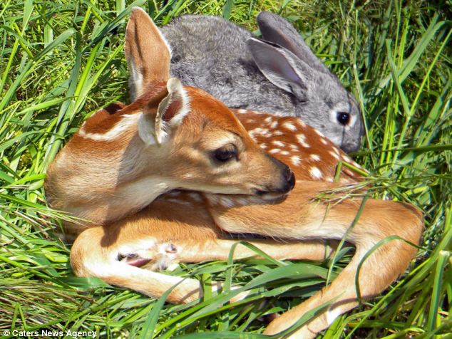 Watch out Disney here come the REAL Bambi and Thumper - and this tale ...