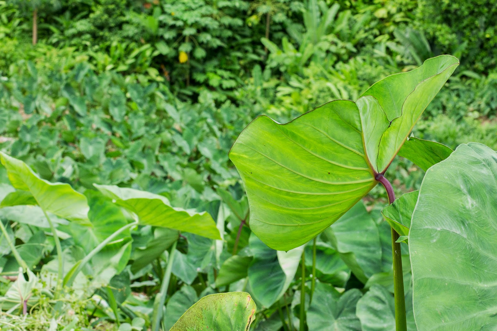 Costa Rica Invest: Various crops in Naturewalk