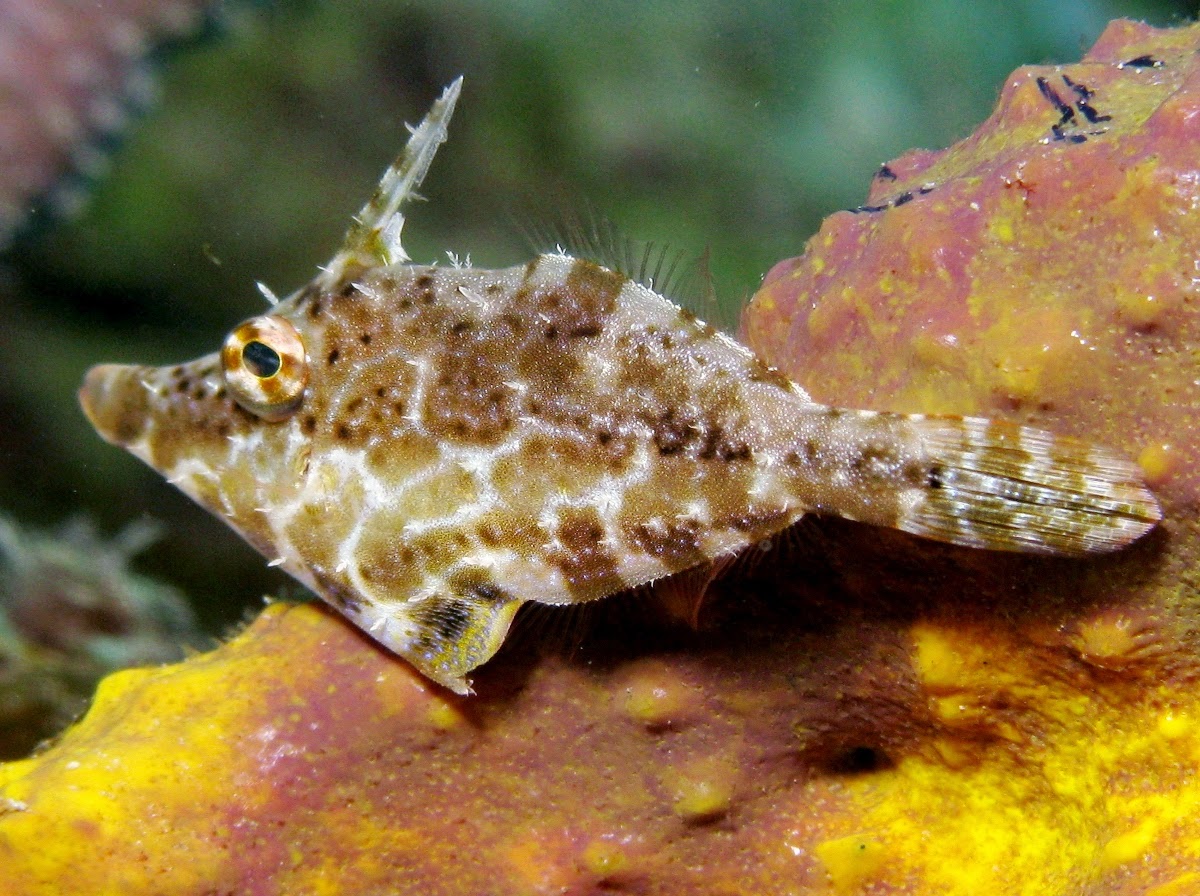 The Filefish | Fun Animals Wiki, Videos, Pictures, Stories
