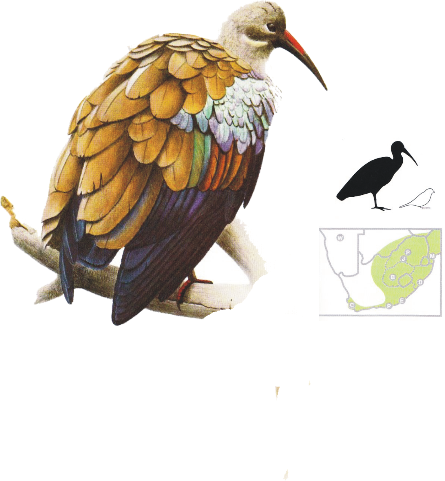 Birds: Hadeda Ibis Nesting Habits