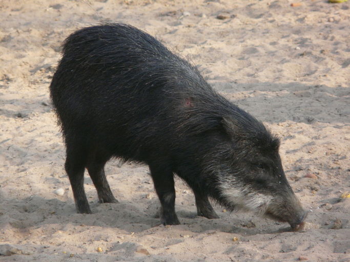 PLAAN : Huangana - Tayassu pecari